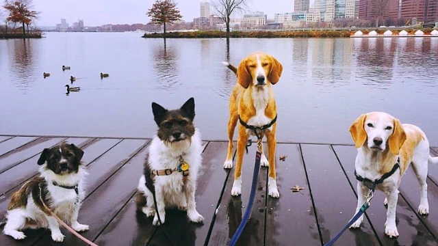 Happy Creatures Pet Care - Reviews & pricing - Pets services - Boston